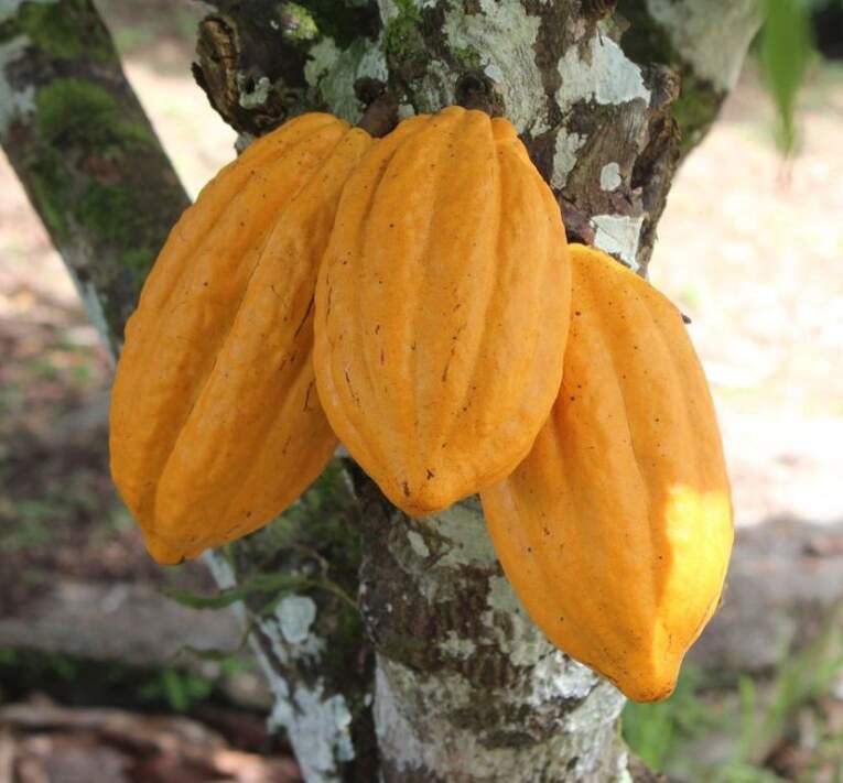 CocoaAction Brasil e Fundação Mundial do Cacau promovem encontro na ...